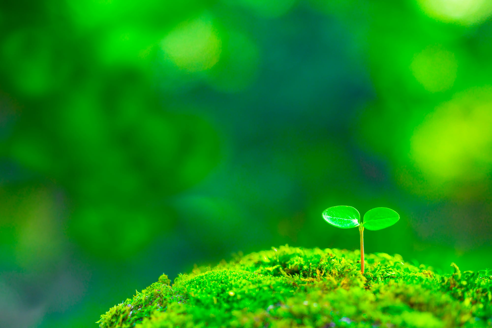 サステナブルとは？意味やSDGsとの違い、日常でできる取り組みも紹介 - エシラボ by ASKUL