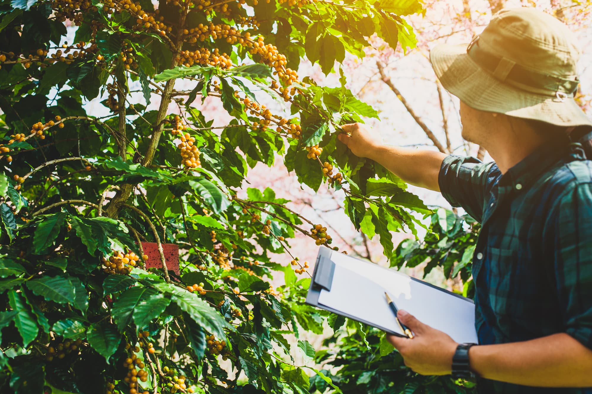 コーヒー2050年問題とは？原因や影響と企業の取り組み、個人にできることを解説 - エシラボ by ASKUL
