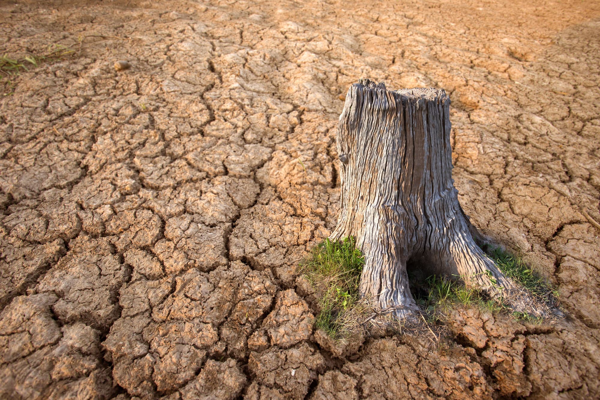 リジェネラティブとは？分野ごとの特徴と企業の取り組み事例を紹介 - エシラボ by ASKUL